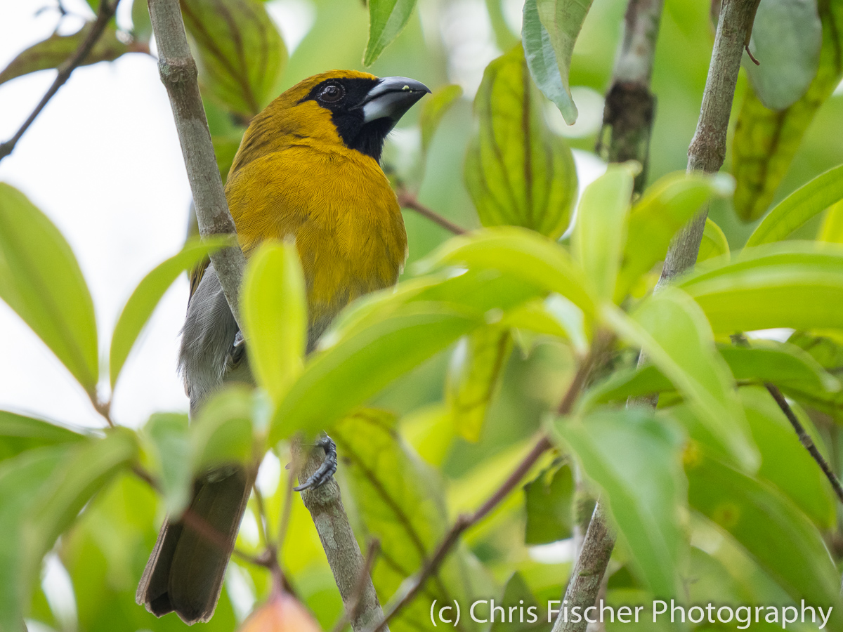 Birding Sarapiquí, An Alternative to La Selva - Birding for Conservation