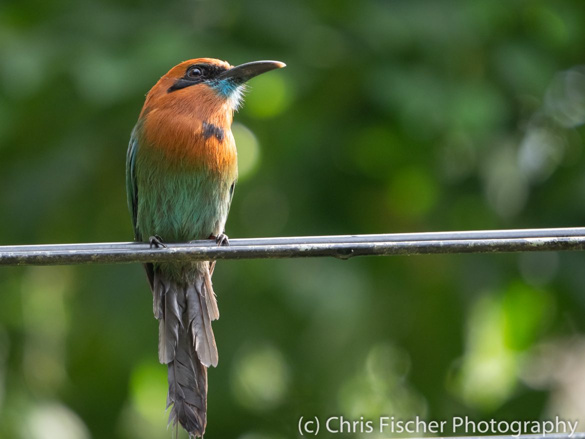 Birding Sarapiquí, An Alternative to La Selva - Birding for Conservation