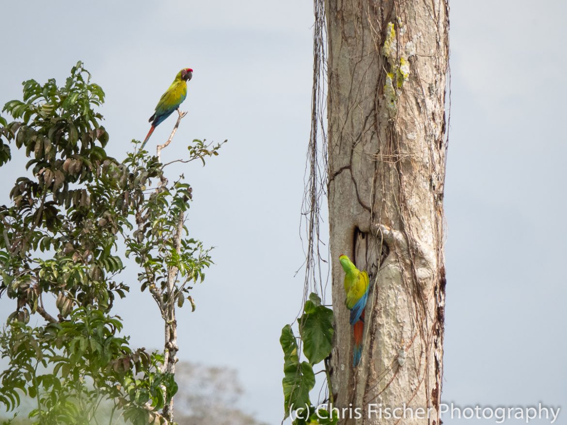 Birding Sarapiquí, An Alternative to La Selva - Birding for Conservation