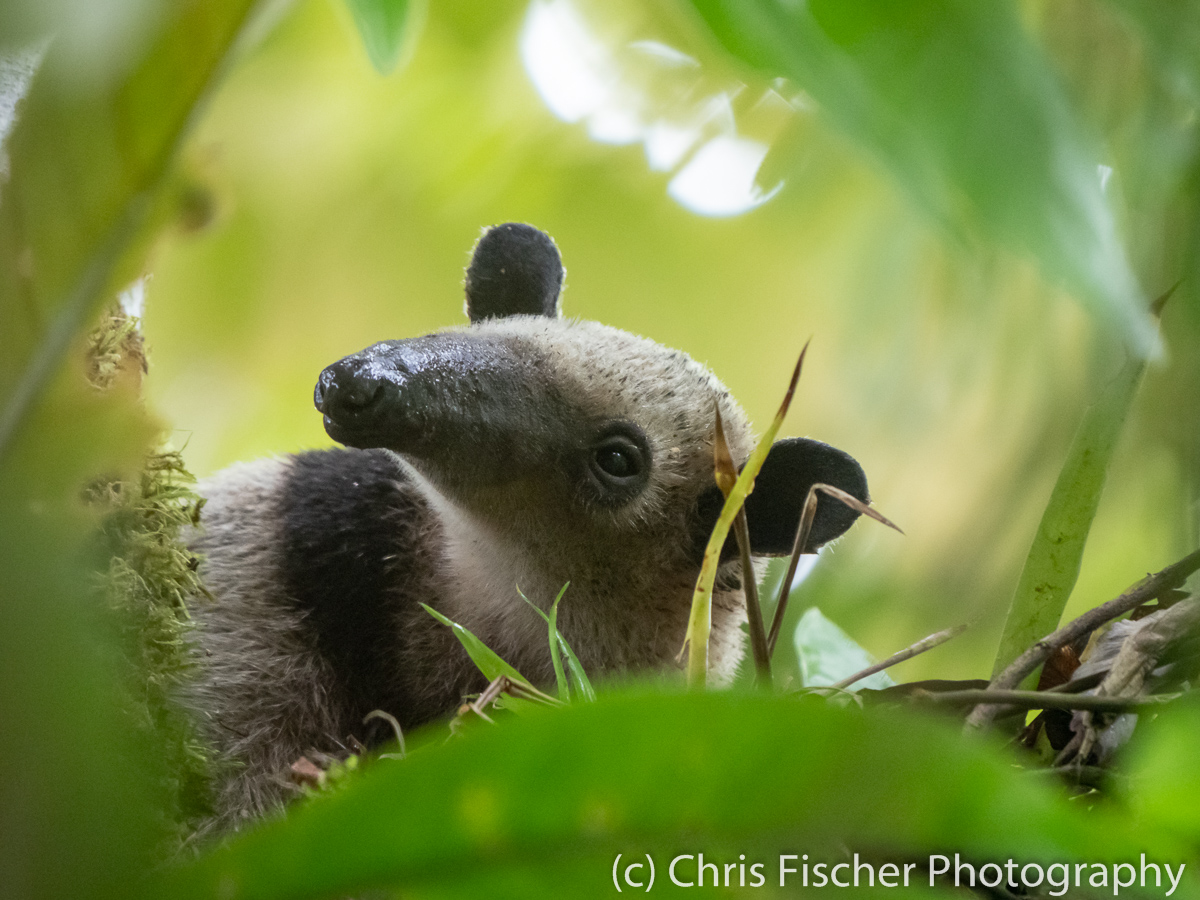 Birding Sarapiquí, An Alternative to La Selva - Birding for Conservation