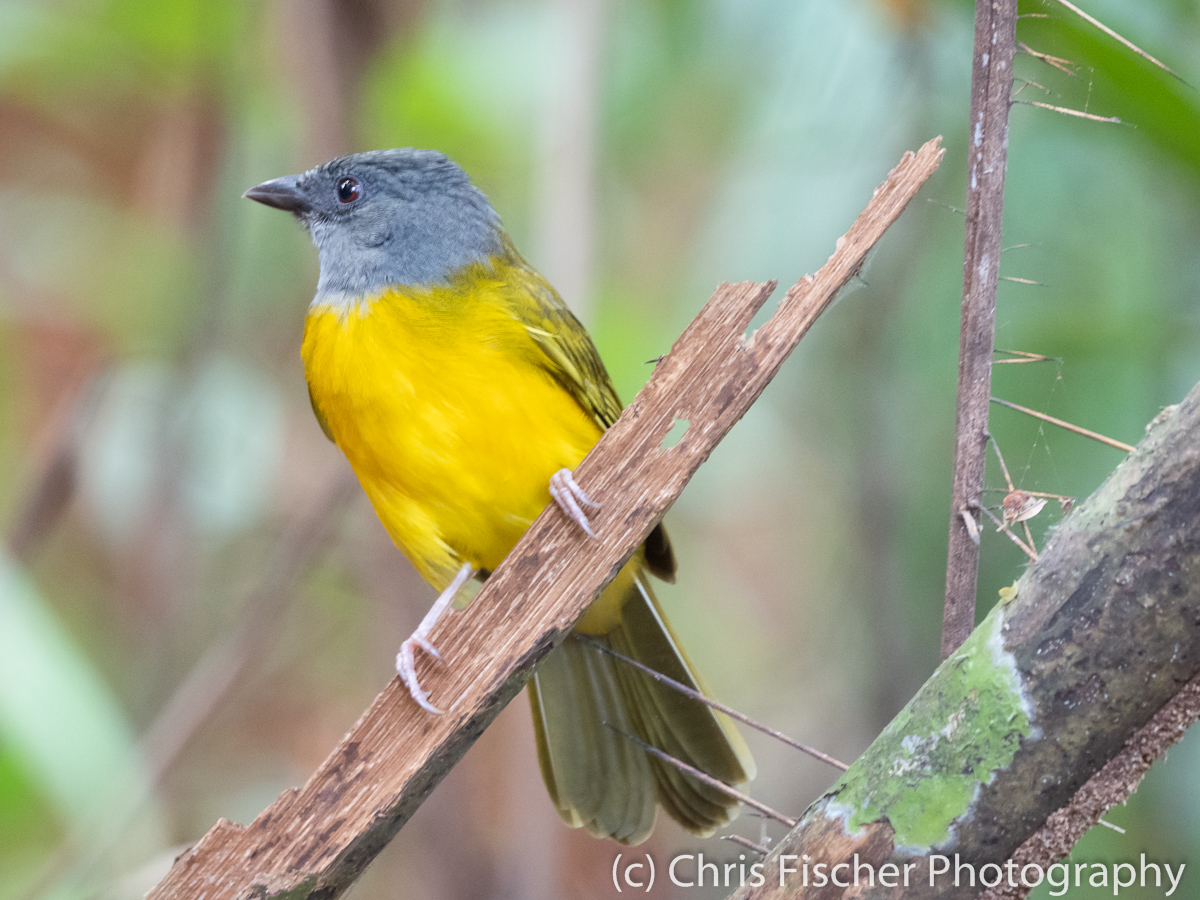 Birding Costa Rica's Central Pacific - Birding for Conservation