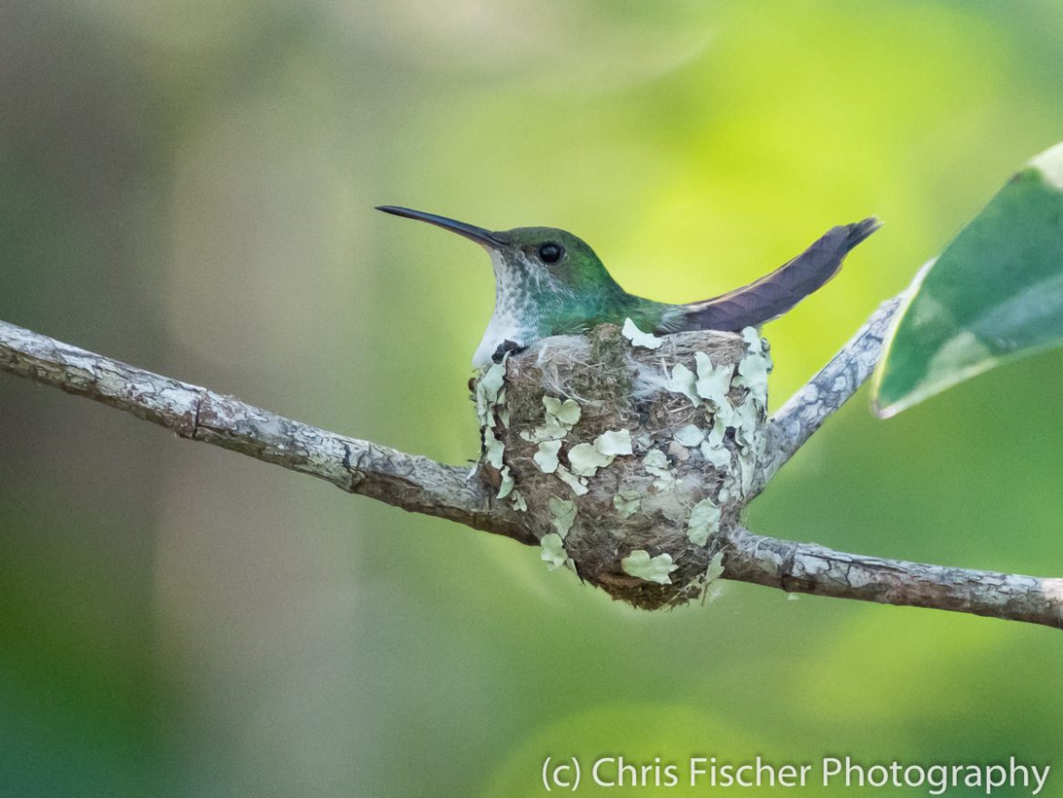 Birding Costa Rica's Central Pacific - Birding for Conservation