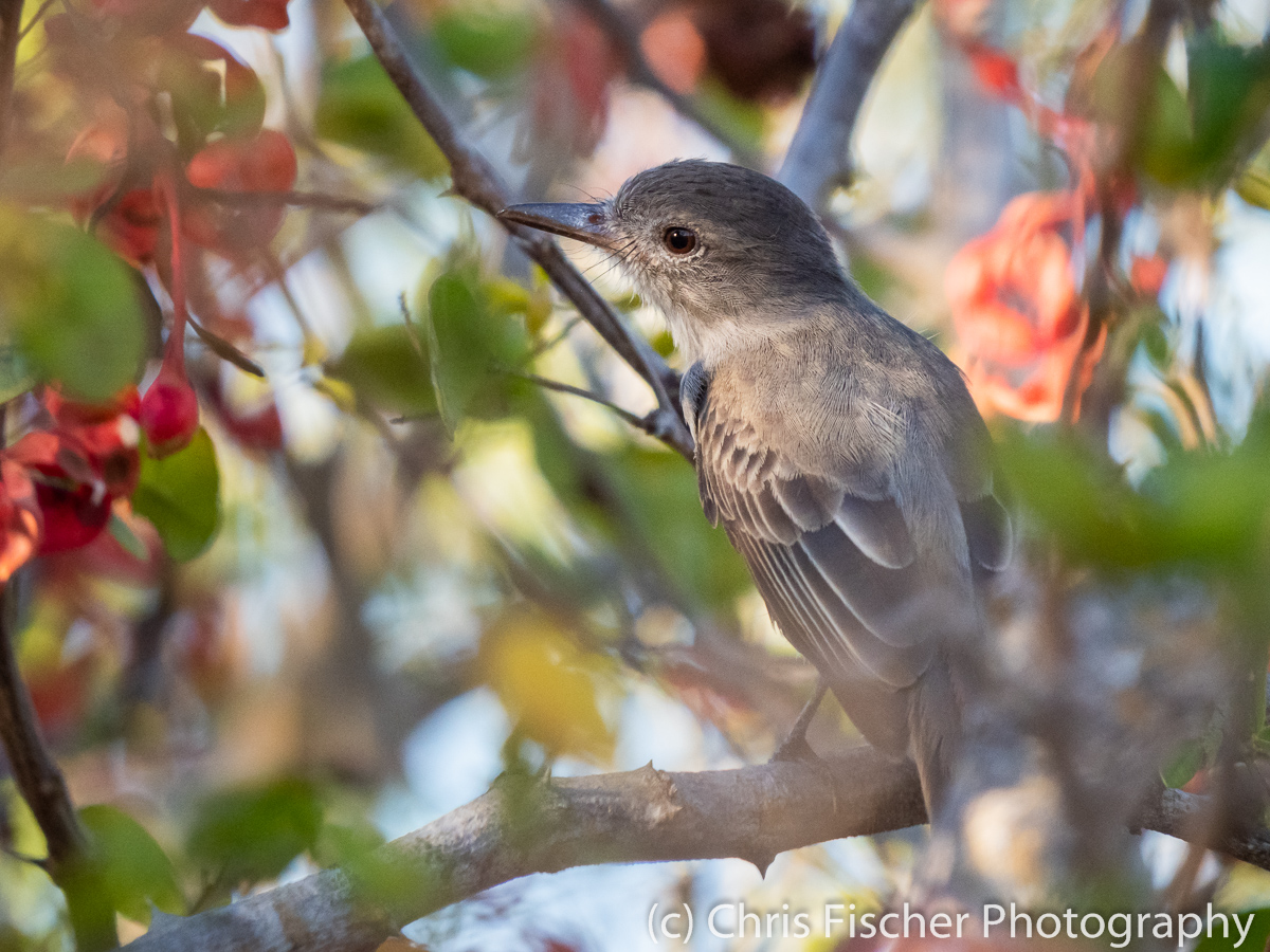 Birding Punta Morales: More than Shorebirds - Birding for Conservation