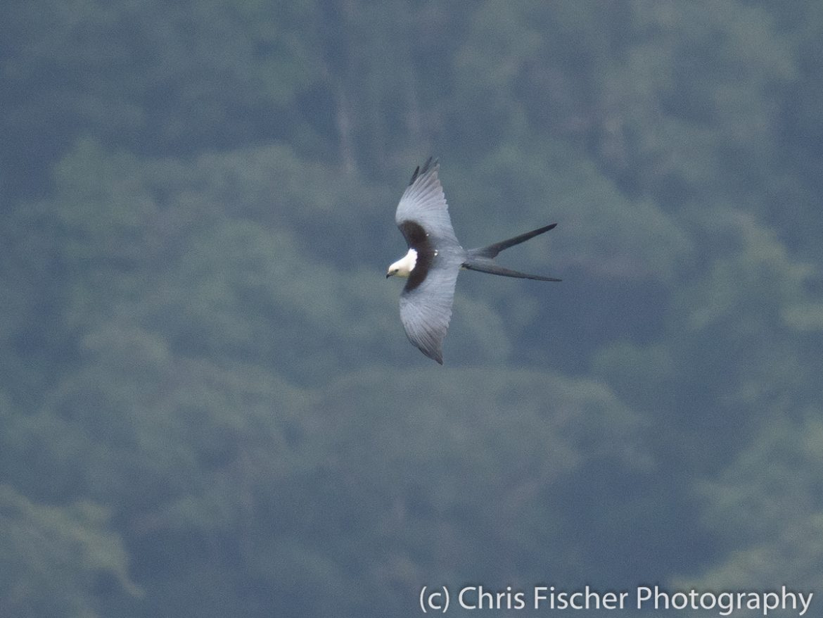 Birding Costa Rica's Talamanca Highlands - Birding for Conservation