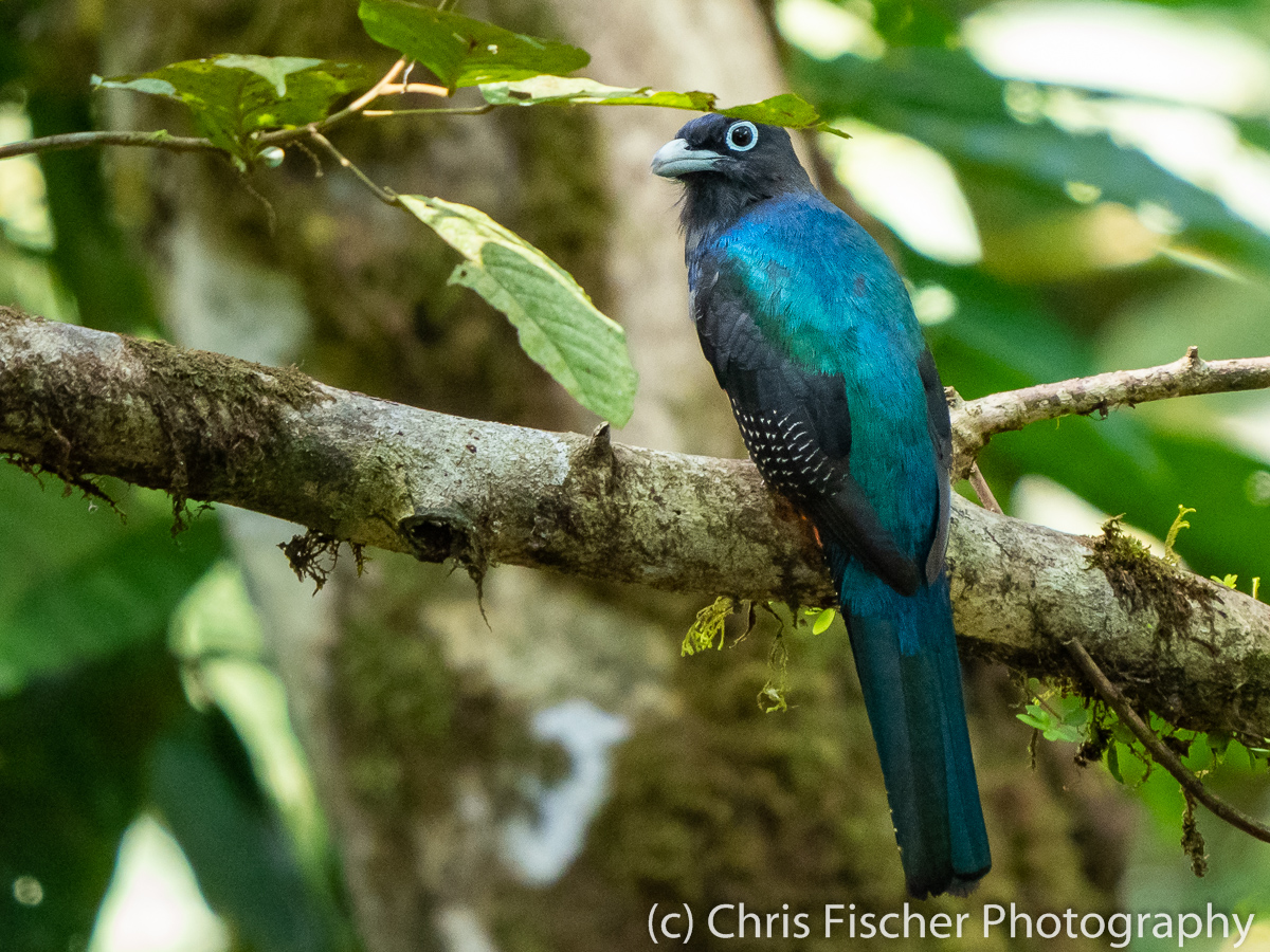Birding Costa Rica's South Pacific - Birding for Conservation